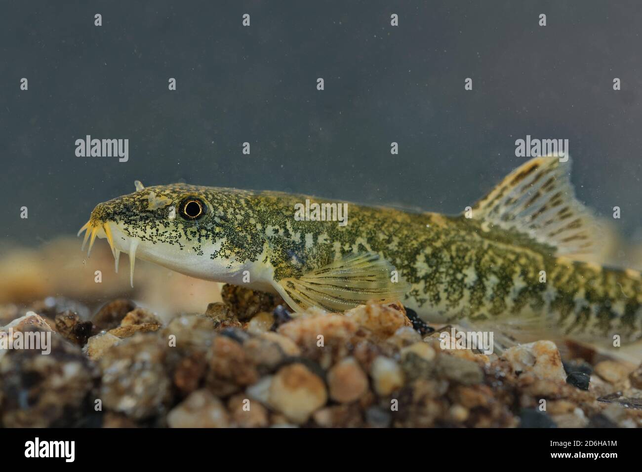 Loach fish hi-res stock photography and images - Alamy