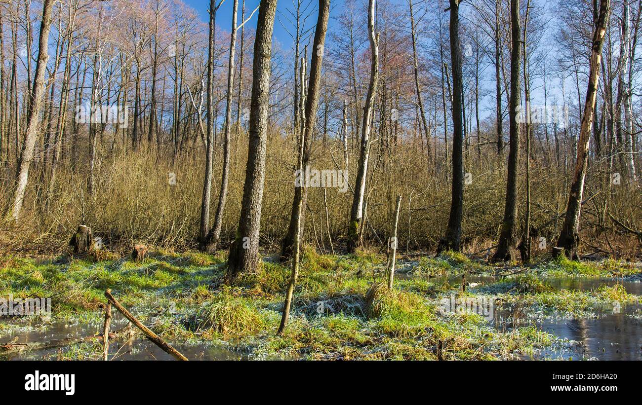 Swamp in the forest hi-res stock photography and images - Alamy