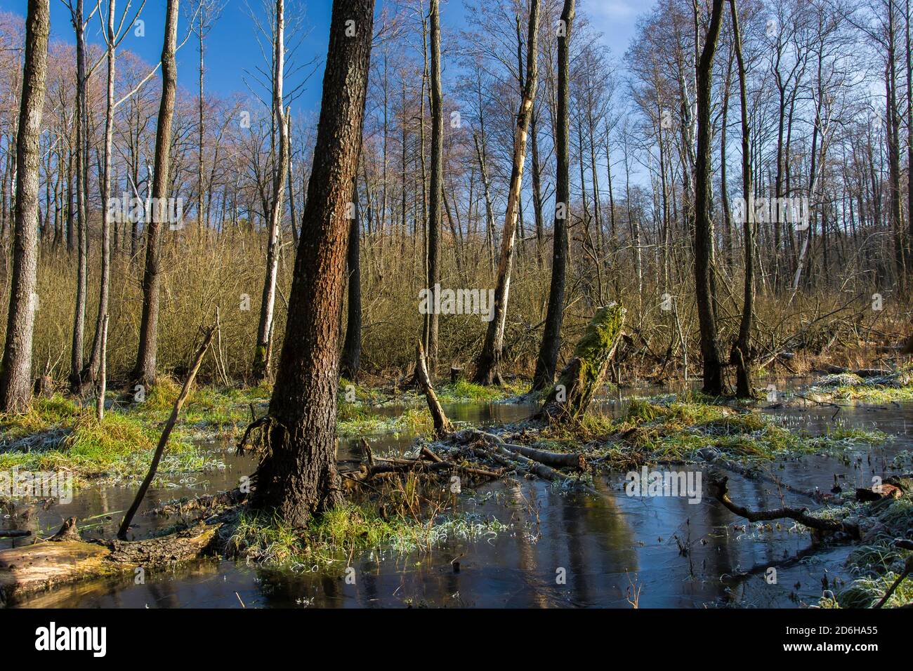 Scene scenic swamp view hi-res stock photography and images - Alamy