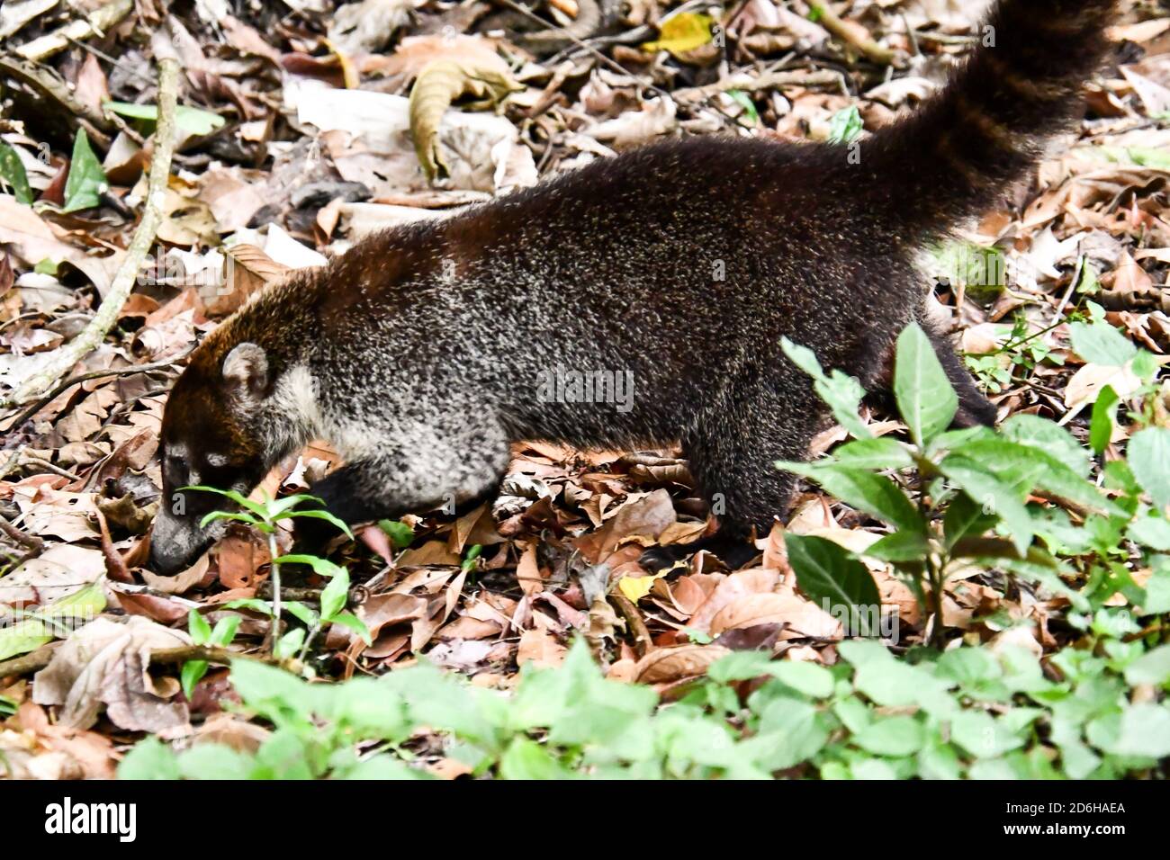 Coati mammal animal , in Arenal lake and volcano park area, Costa rica ...