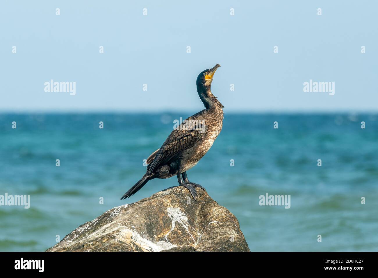 Close up of a cormorant bird at the seaside of the german baltic sea ...