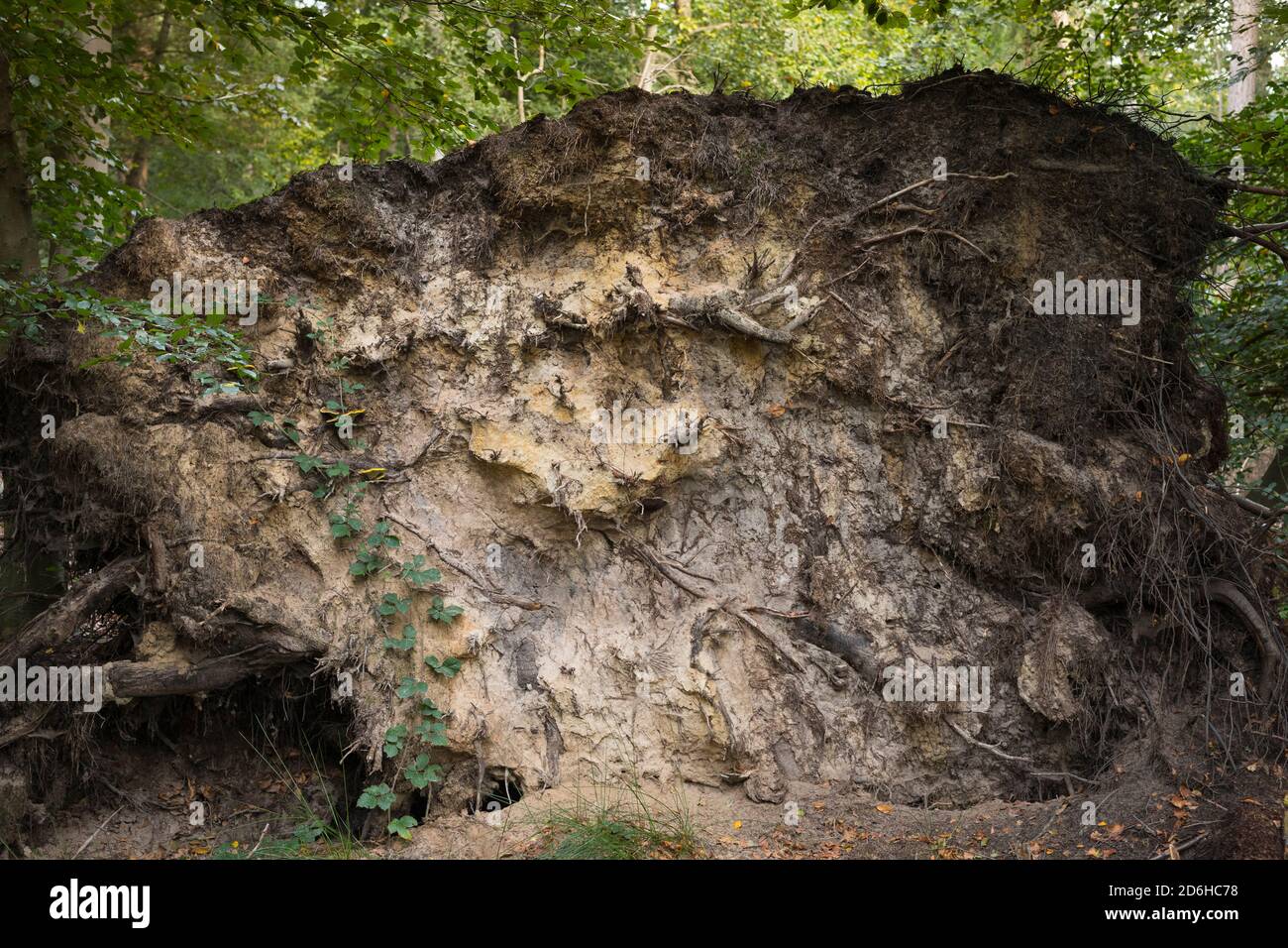 Fallen oak tree caused by drought, climate change and a storm in the ...