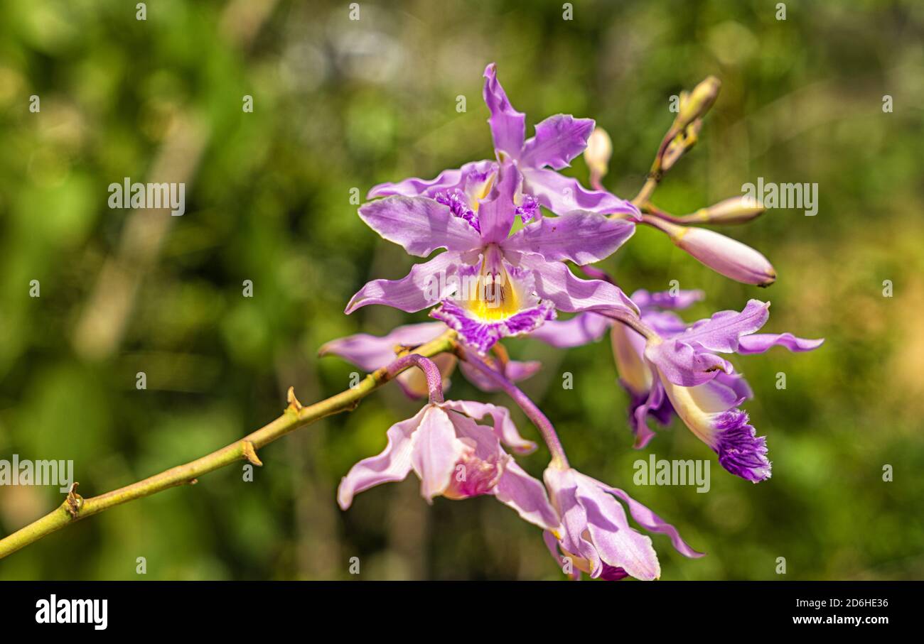 Cattleya lueddemanniana, small closeup of this orchid Stock Photo - Alamy