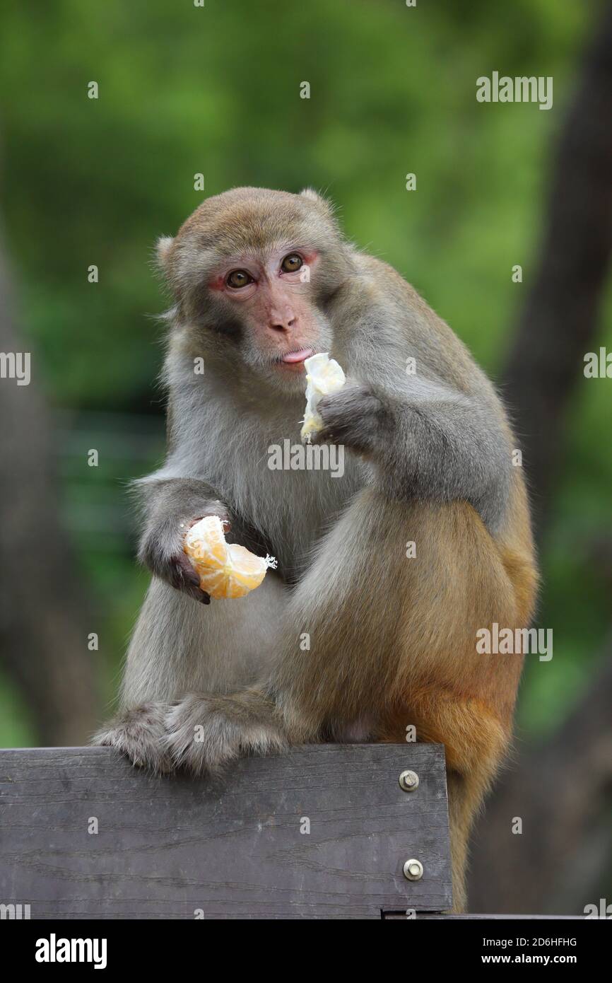 Funny monkey holding fruit hi-res stock photography and images - Alamy