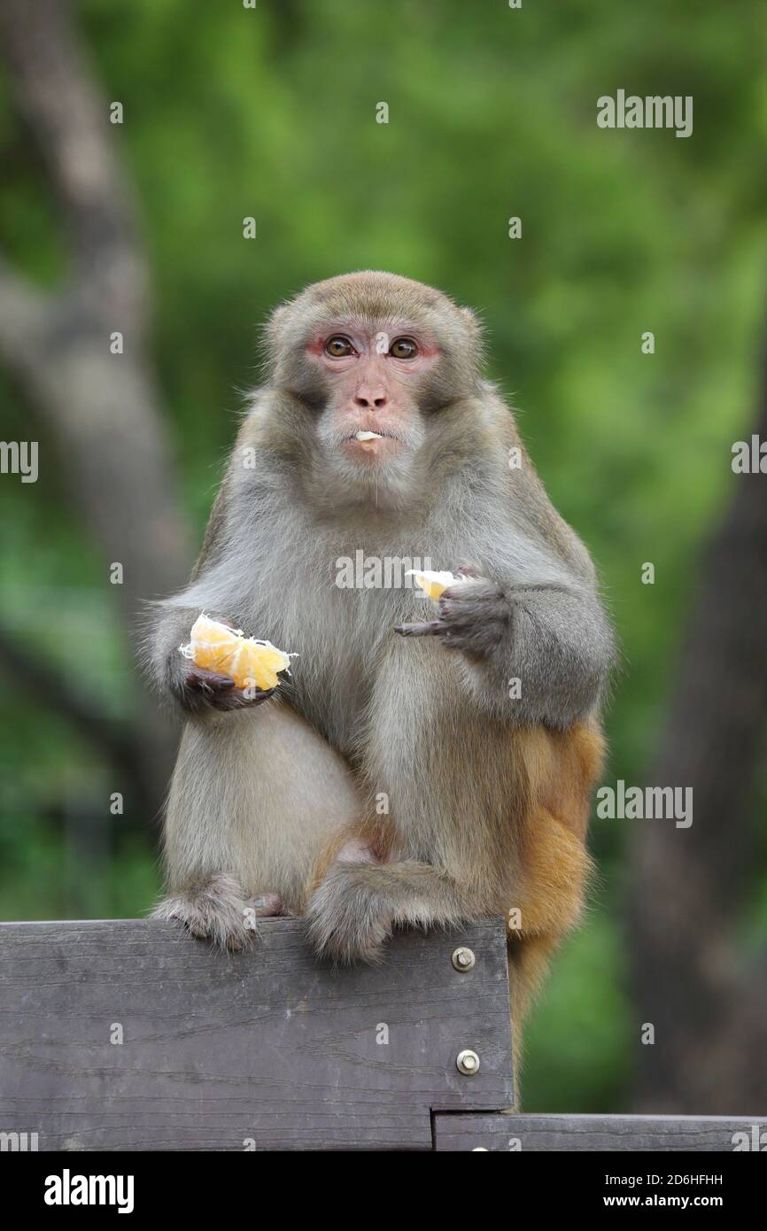 Monkey eating juicy orange Stock Photo - Alamy