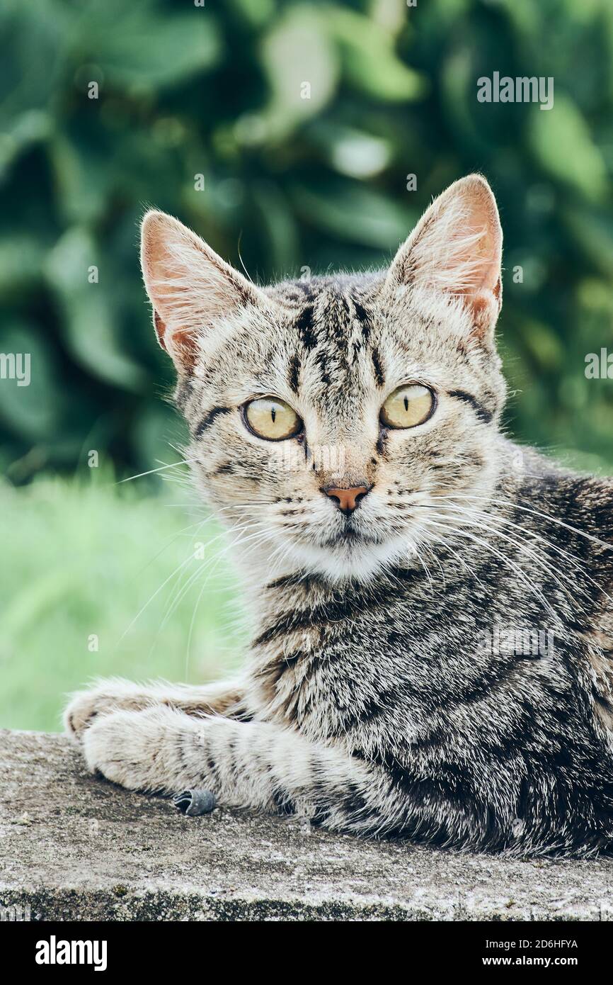 Confused Look Animal