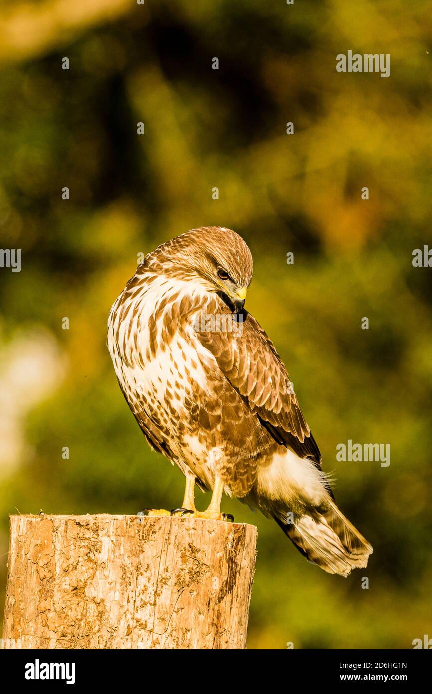 Common buzzard in mid Wales Stock Photo - Alamy