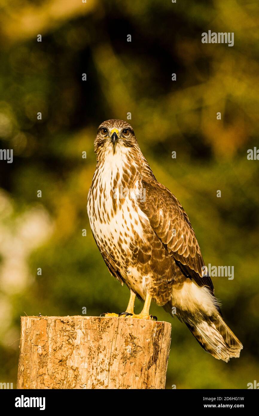 Common buzzard in mid Wales Stock Photo - Alamy