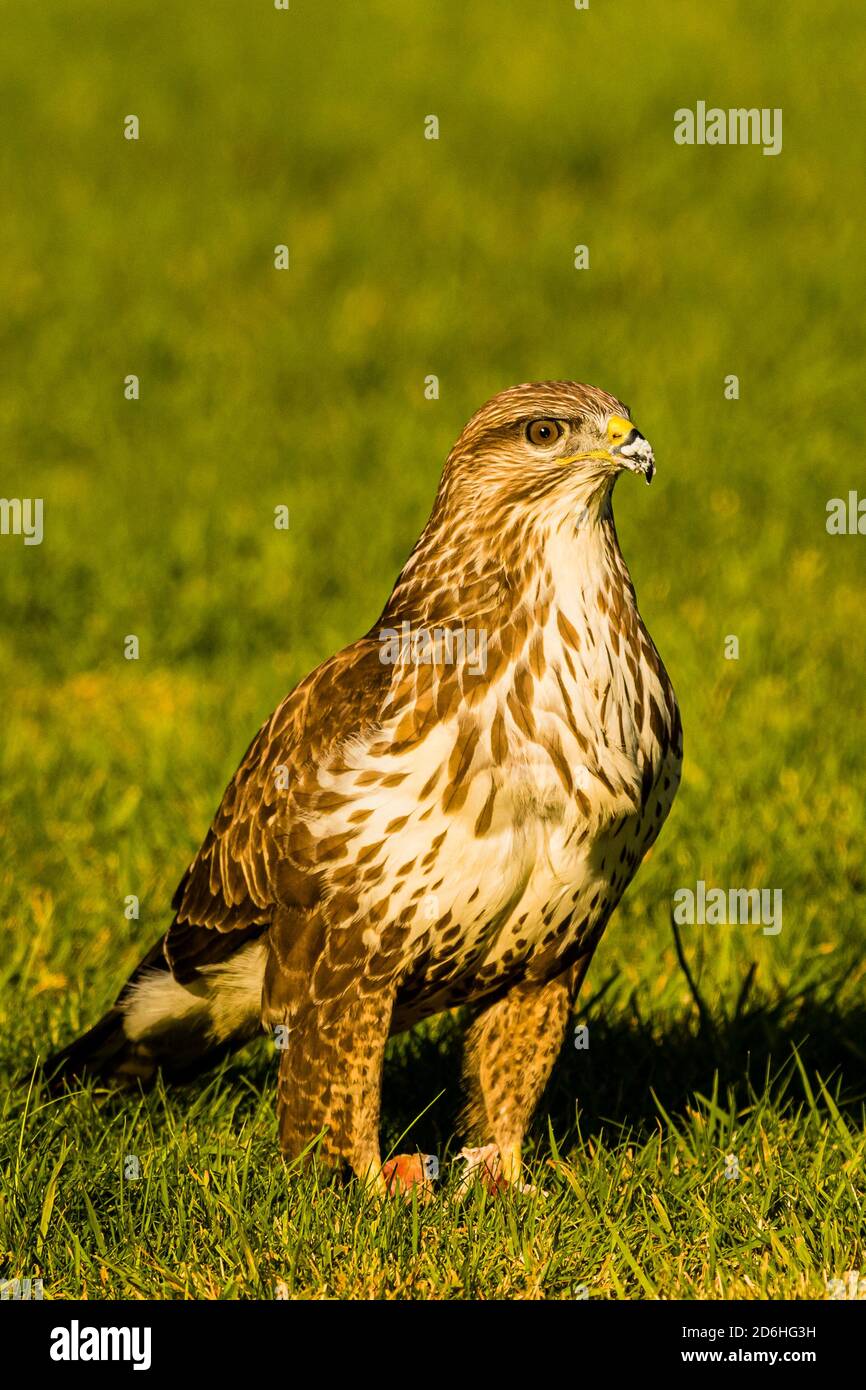 Common buzzard in mid Wales Stock Photo - Alamy