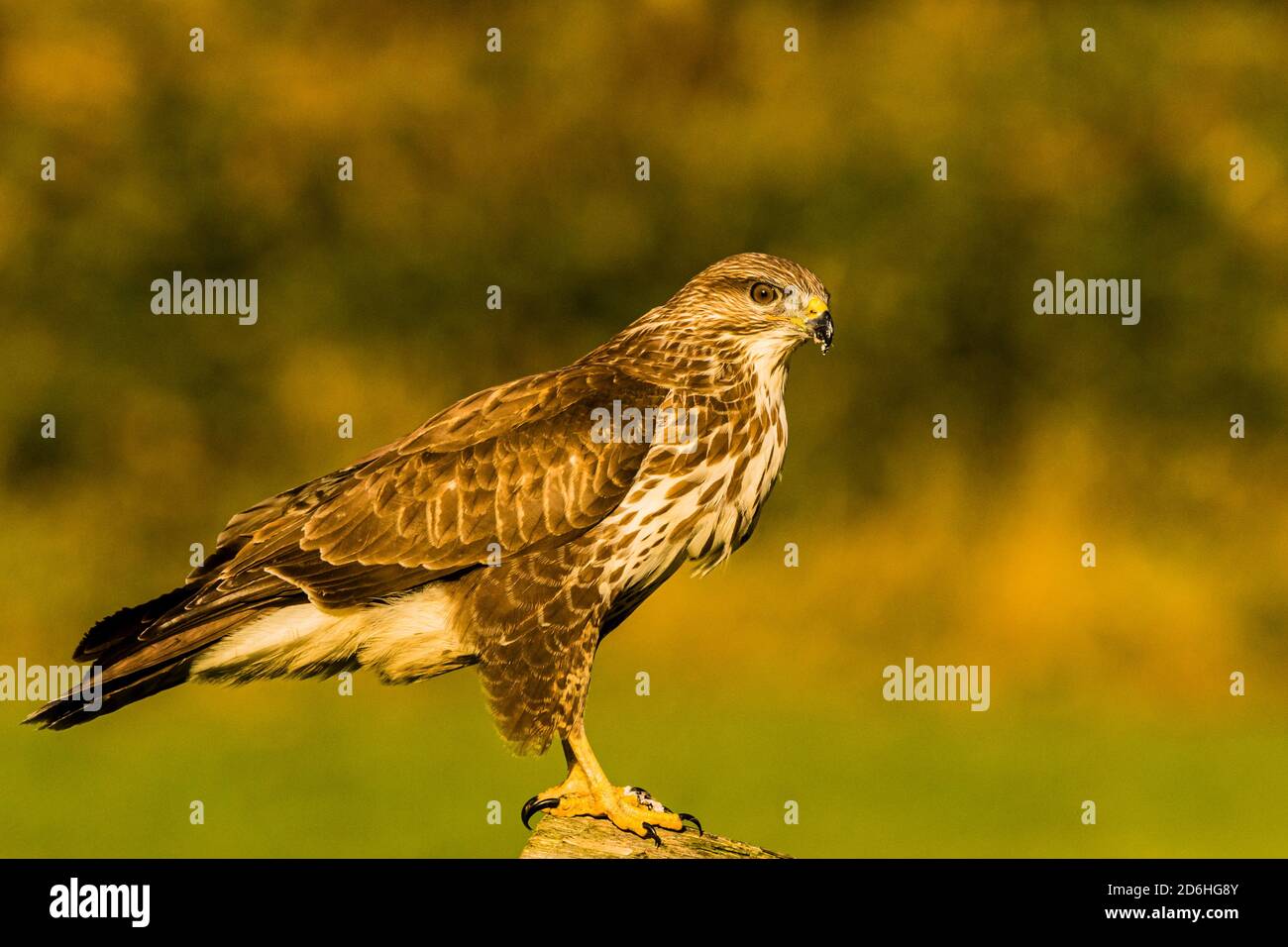 Common buzzard in mid Wales Stock Photo - Alamy