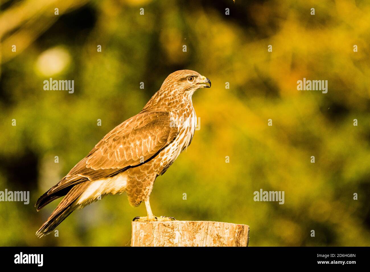 Common buzzard in mid Wales Stock Photo - Alamy