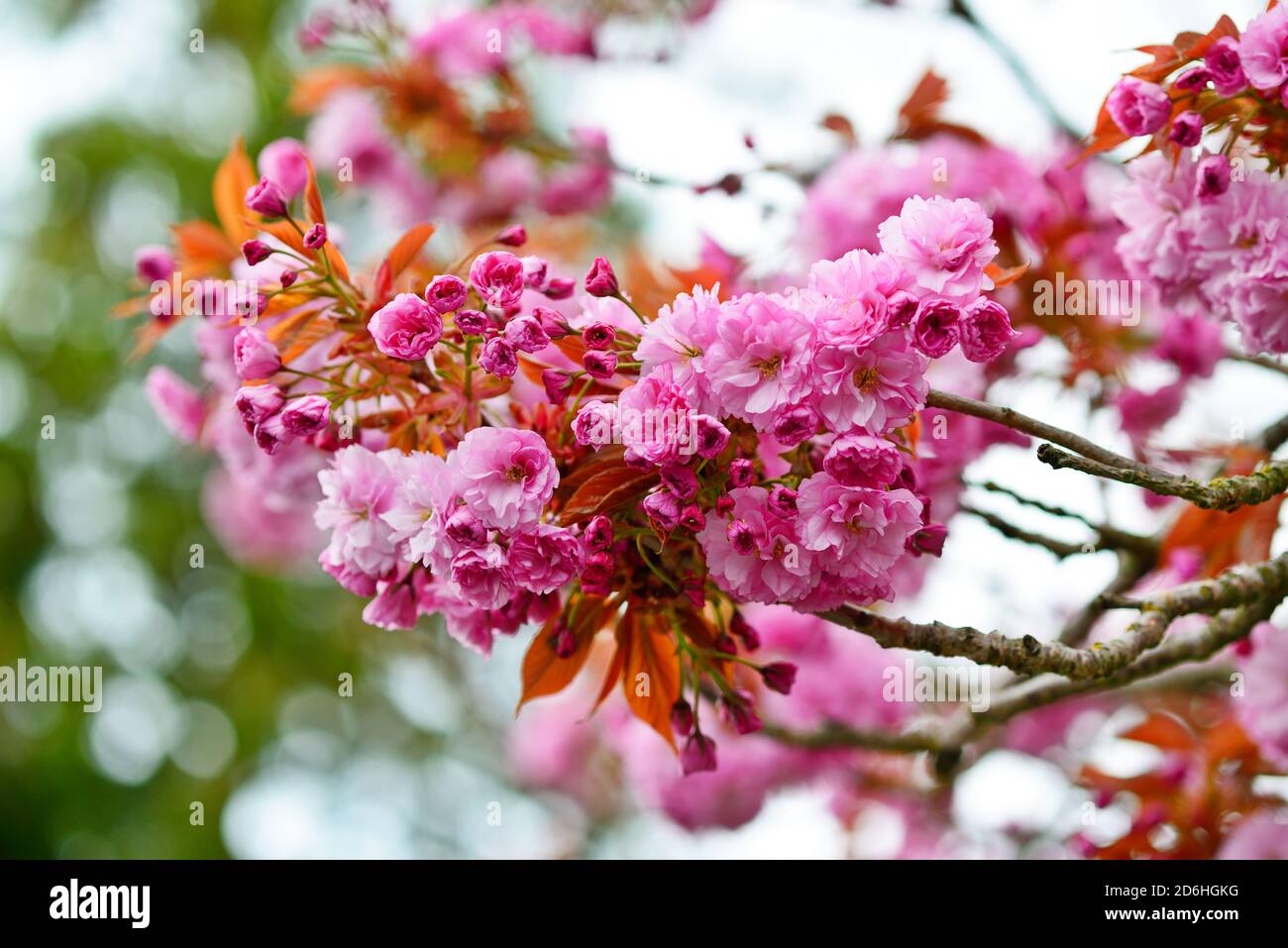 Cherry Blossoms in Spring Stock Photo - Alamy