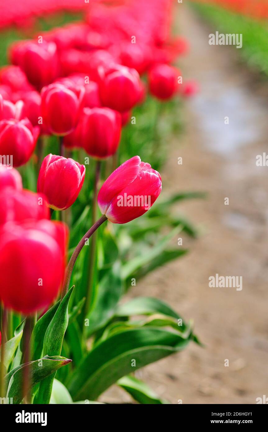 Beautiful Tulips in Skagit Valley, Washington-USA Stock Photo - Alamy