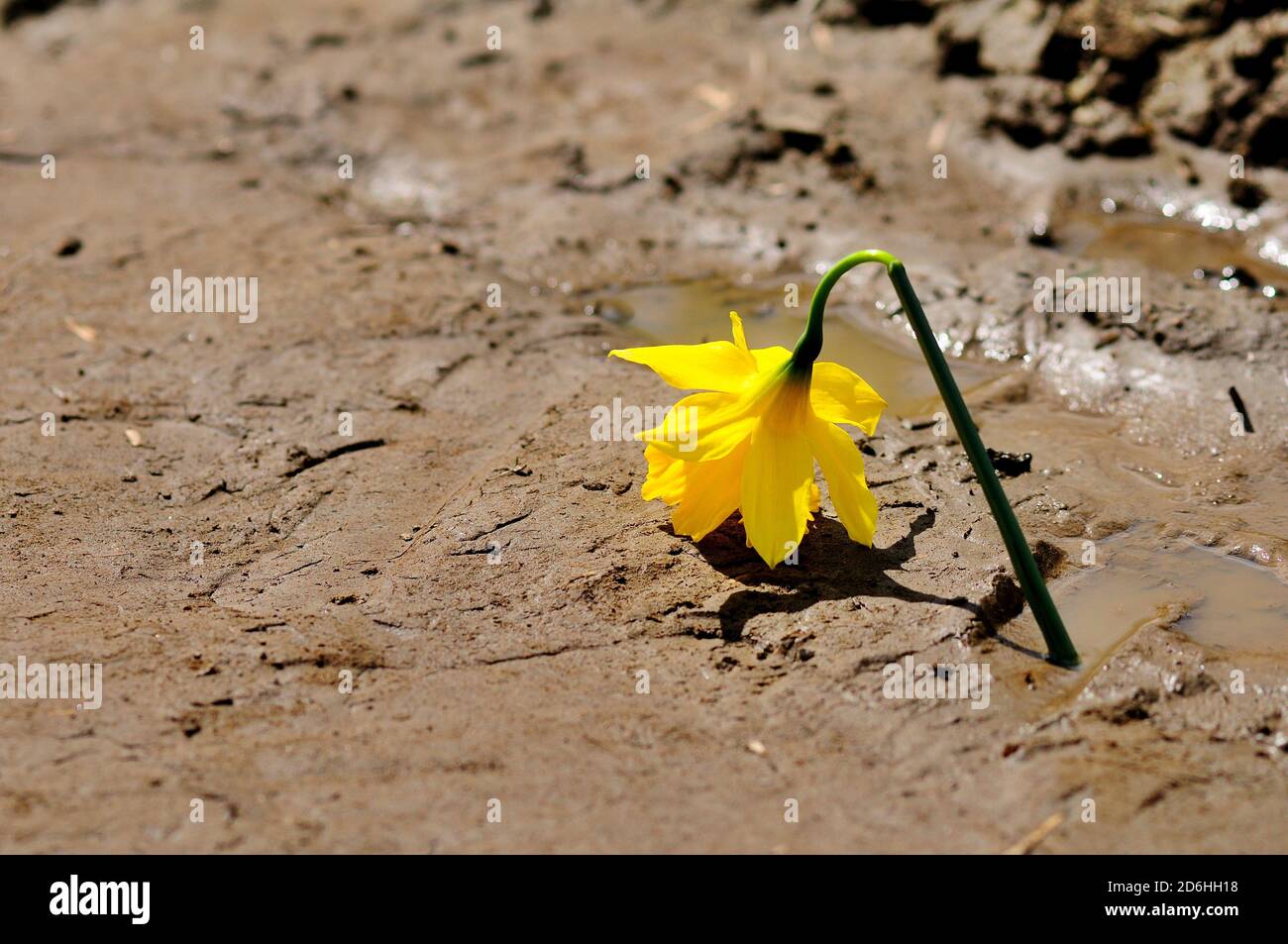 Broken Yellow Tulip Stock Photo - Alamy