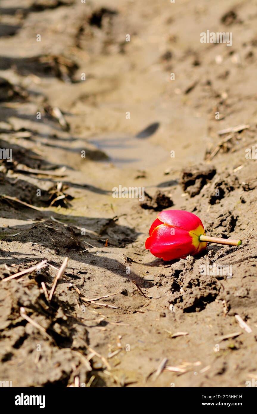 Broken Red Tulip Stock Photo - Alamy