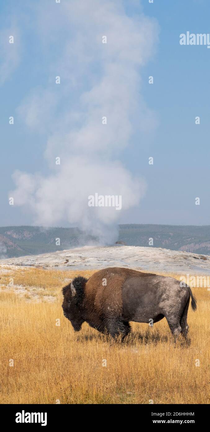 North America, Wyoming, Yellowstone National Park, Upper Geyser Basin ...