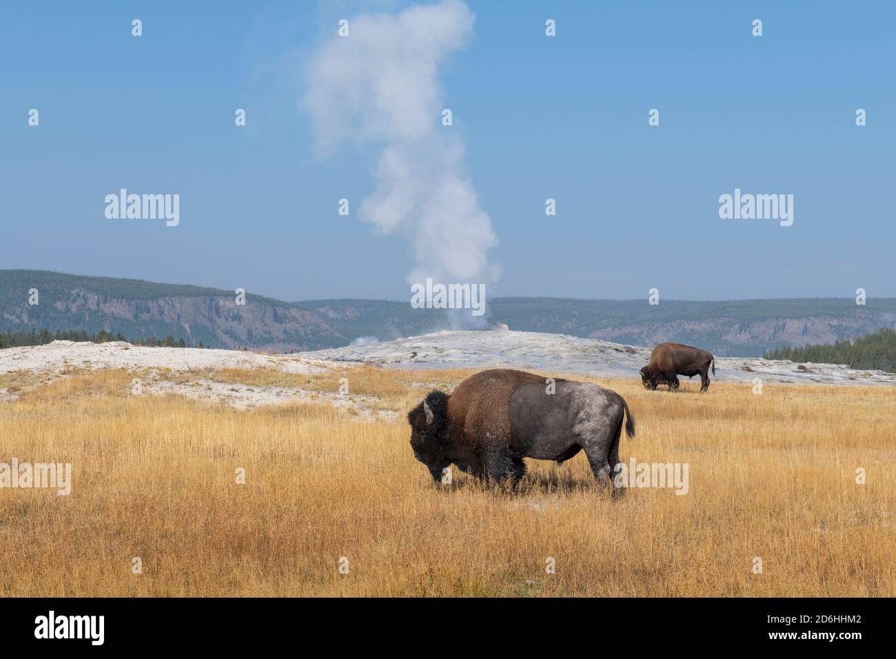 Buffalo in hot springs yellowstone hi-res stock photography and images ...