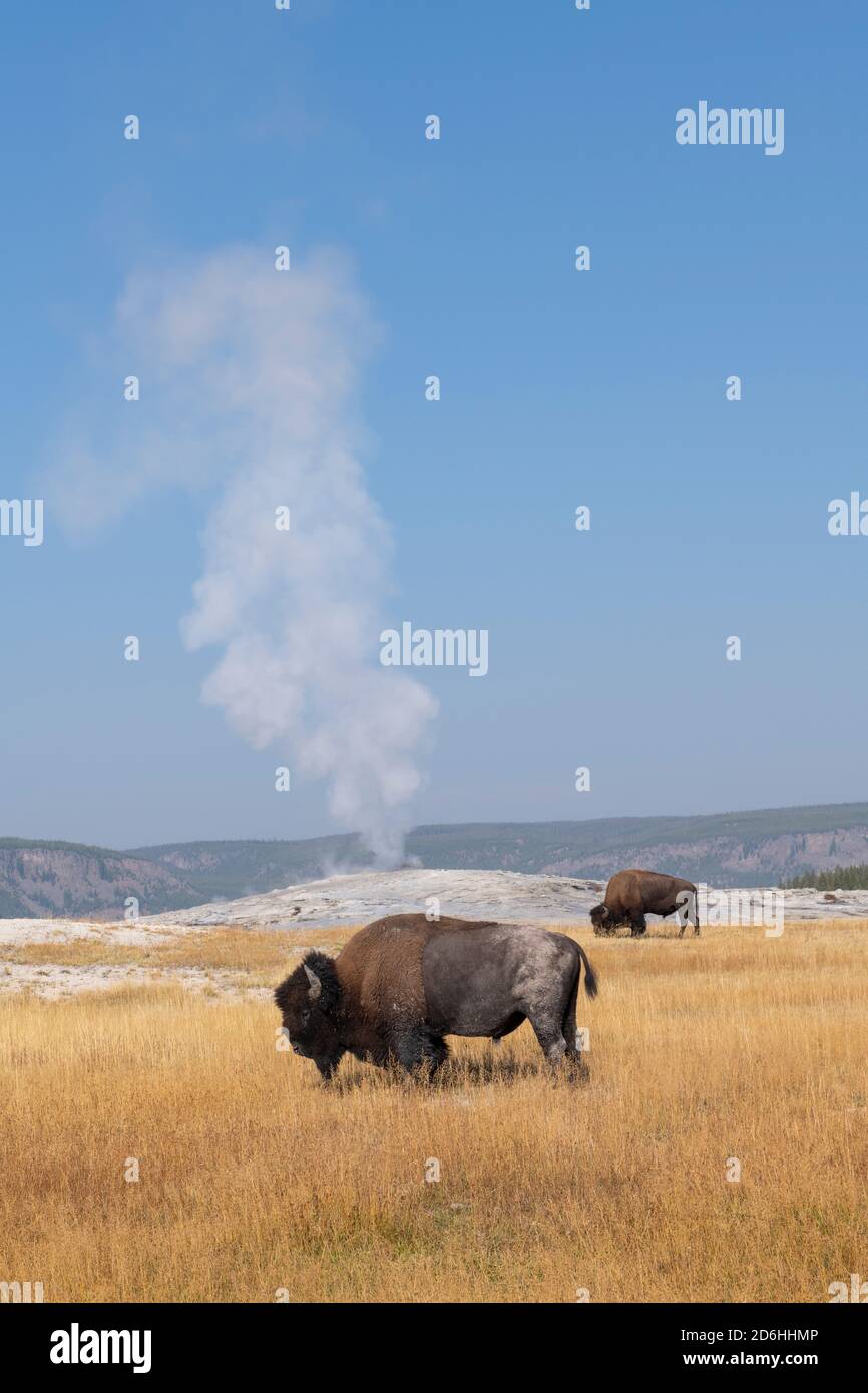 North America, Wyoming, Yellowstone National Park, Upper Geyser Basin ...