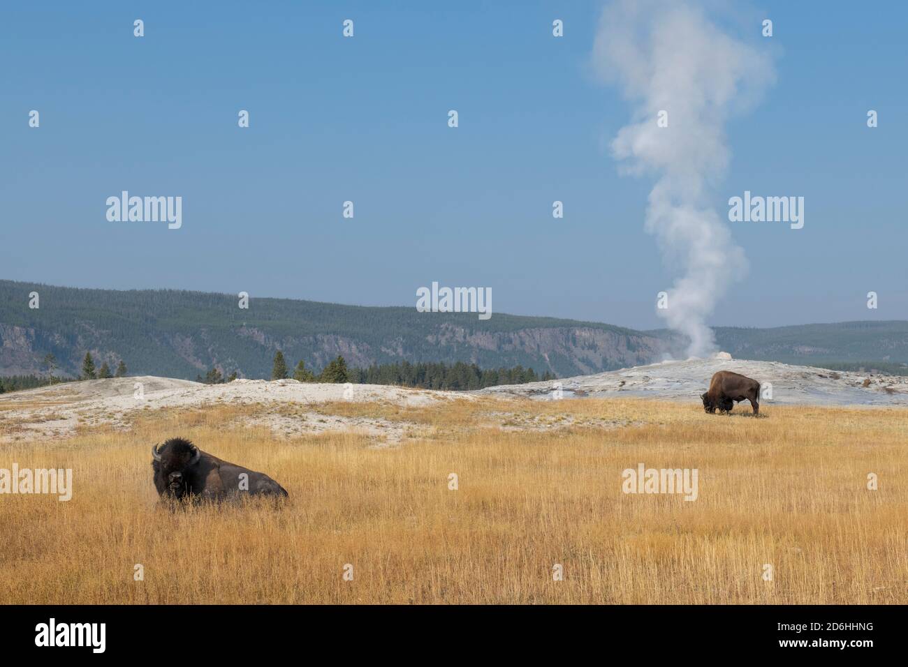 Buffalo in hot springs yellowstone hi-res stock photography and images ...