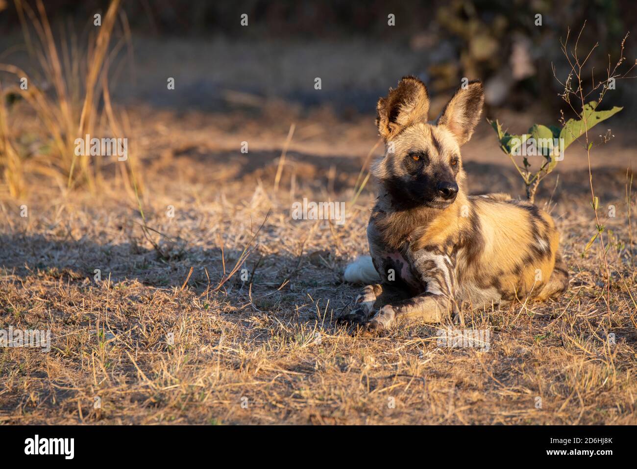 Africa, Zambia, South Luangwa National Park. African Painted Wolf, aka ...