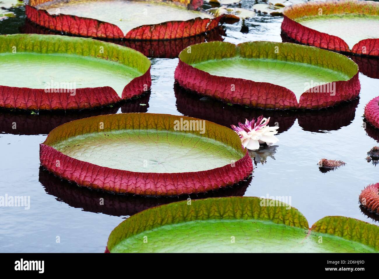 Giant Lily Pads Amazon