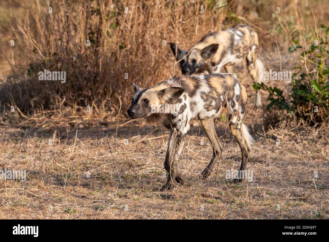 Africa, Zambia, South Luangwa National Park. African Painted Wolves ...