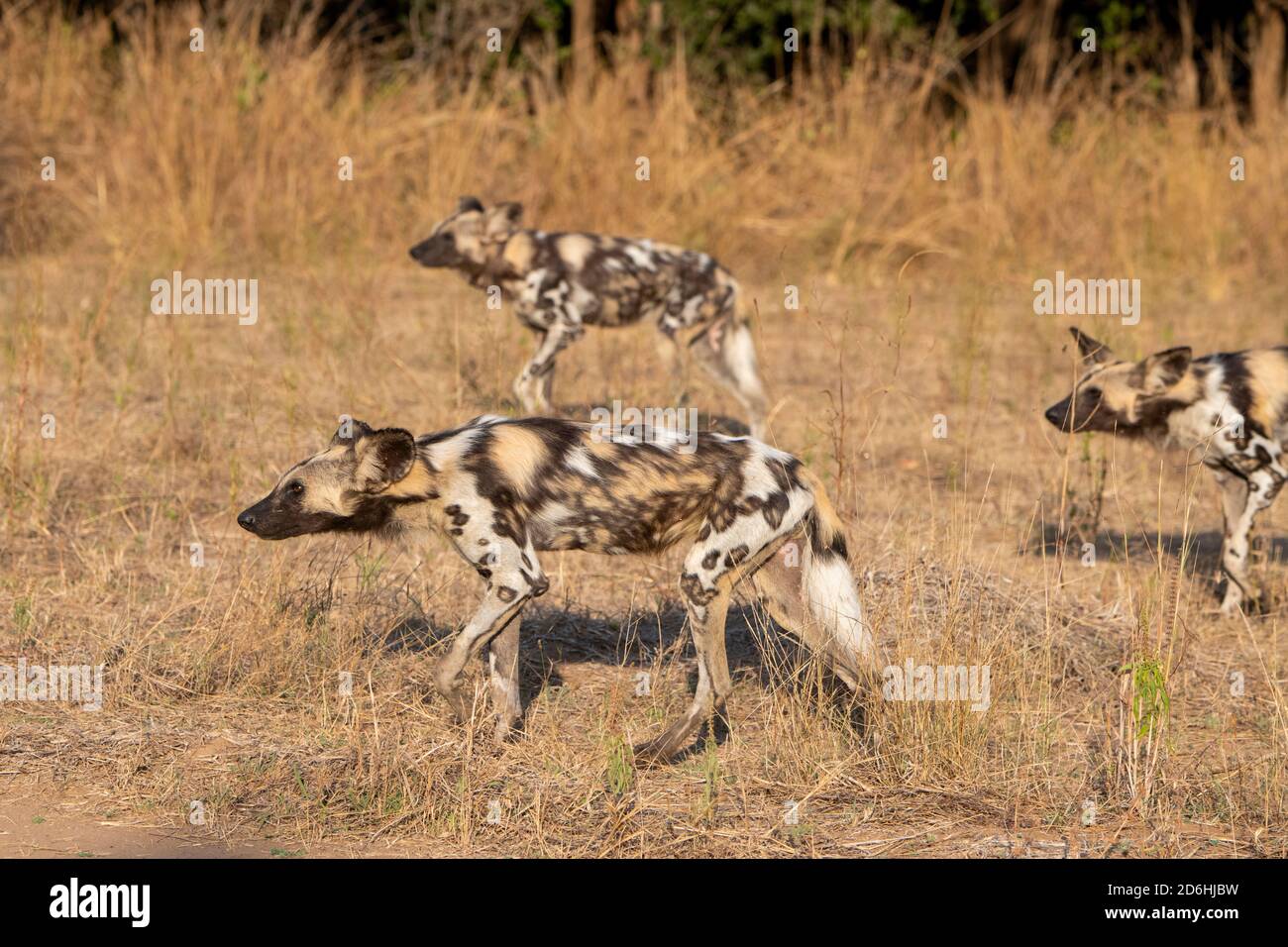 Africa, Zambia, South Luangwa National Park. African Painted Wolves ...