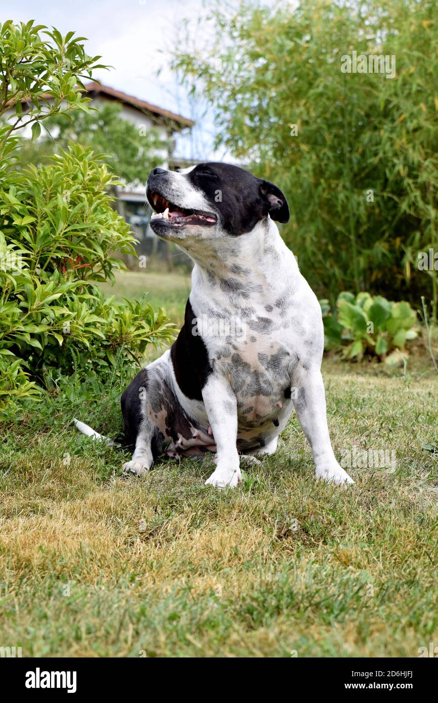 Staffordshire bull terrier teeth hi-res stock photography and images ...