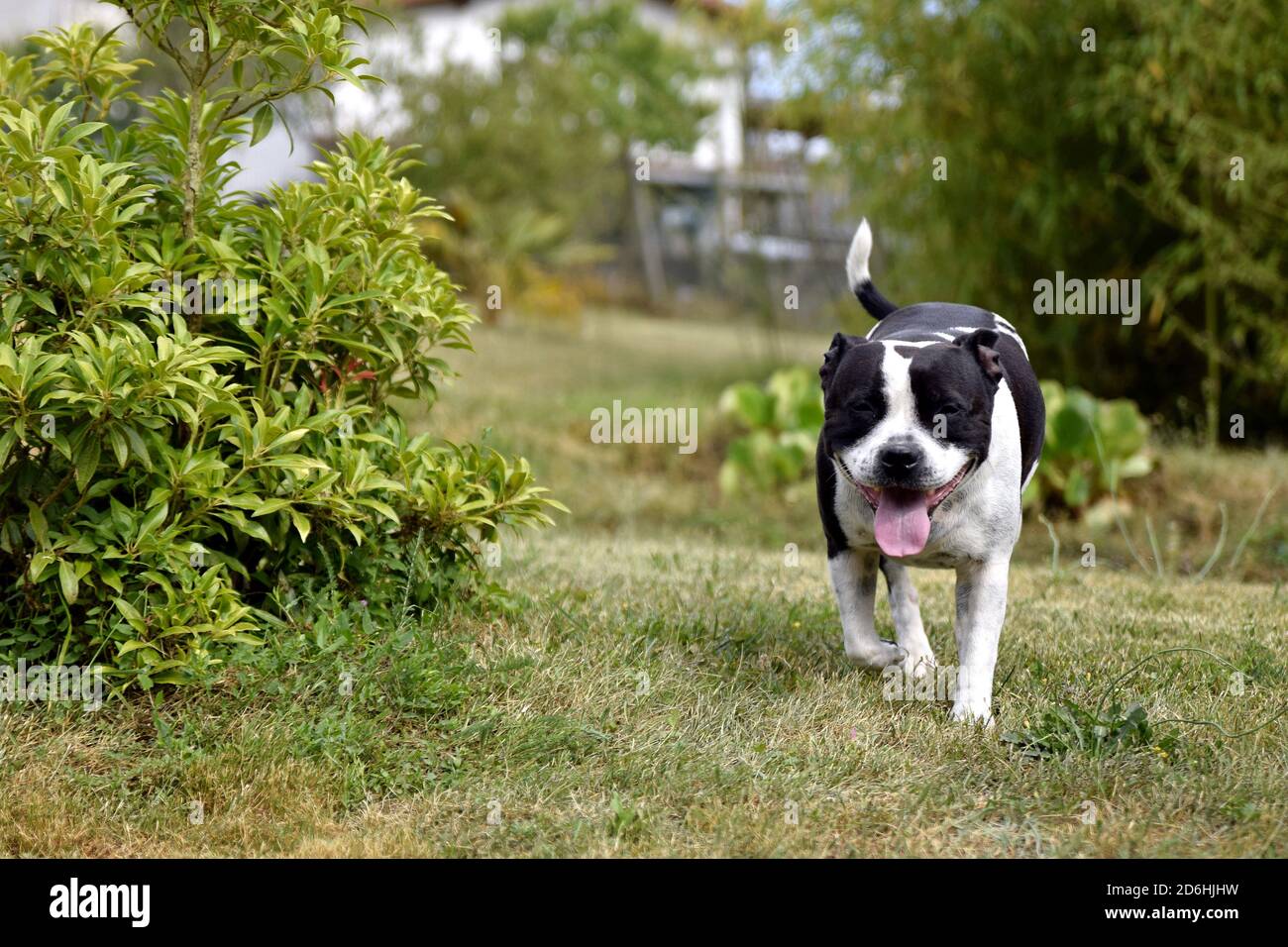 Staffordshire bull terrier teeth hi-res stock photography and images ...