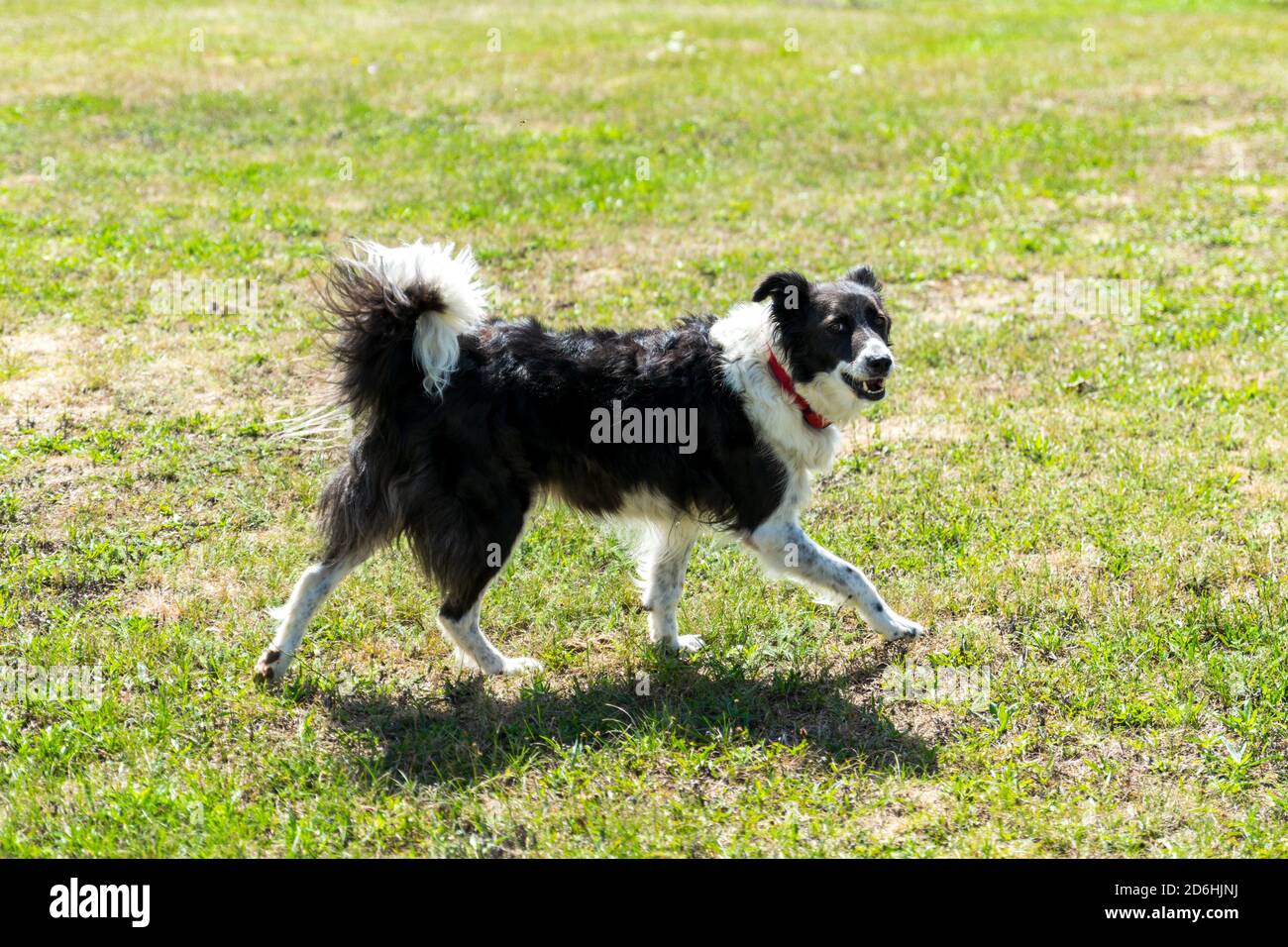 Do Border Collies Tails Curl