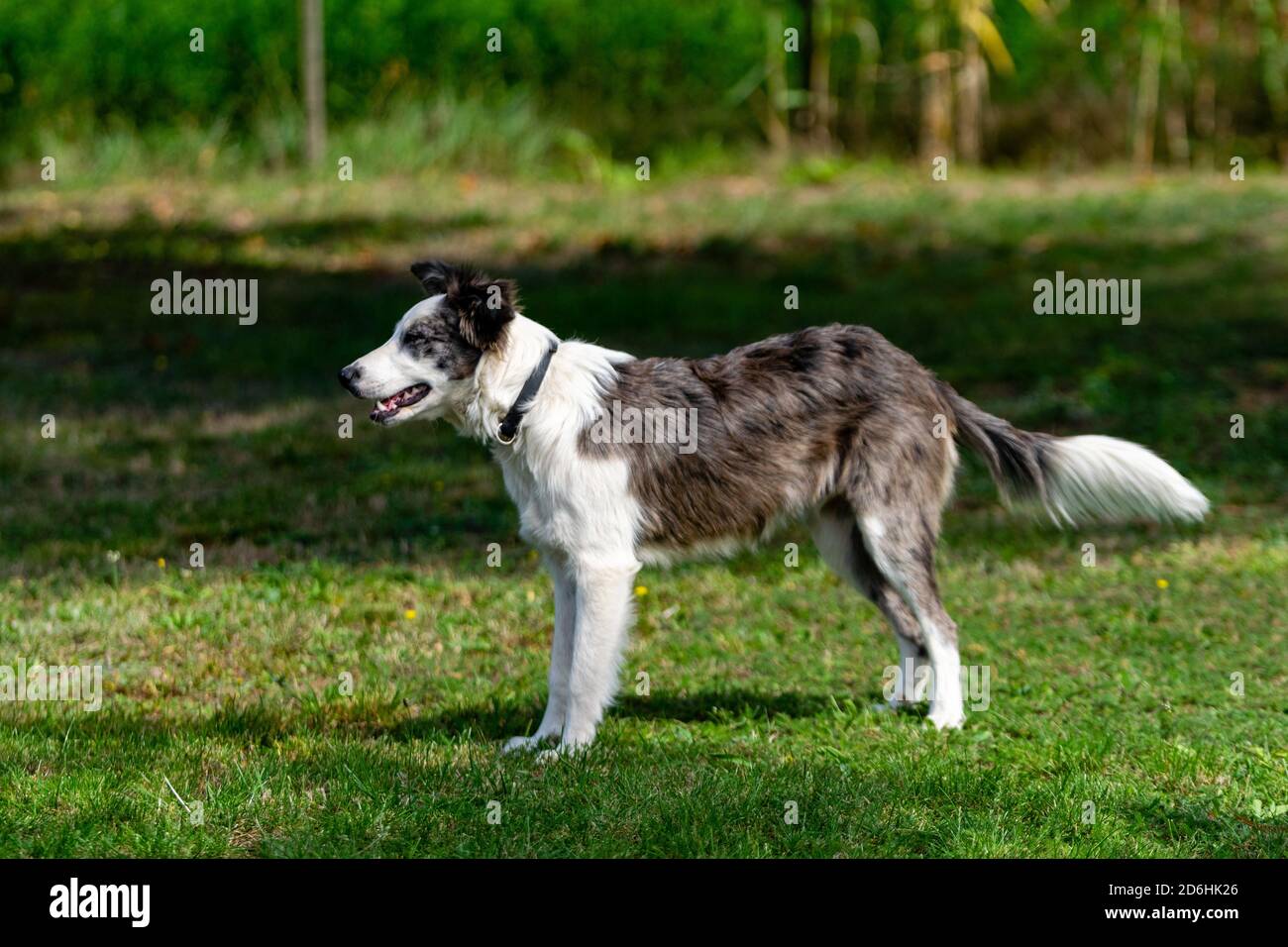 portrait of australian shepherd dog Stock Photo - Alamy