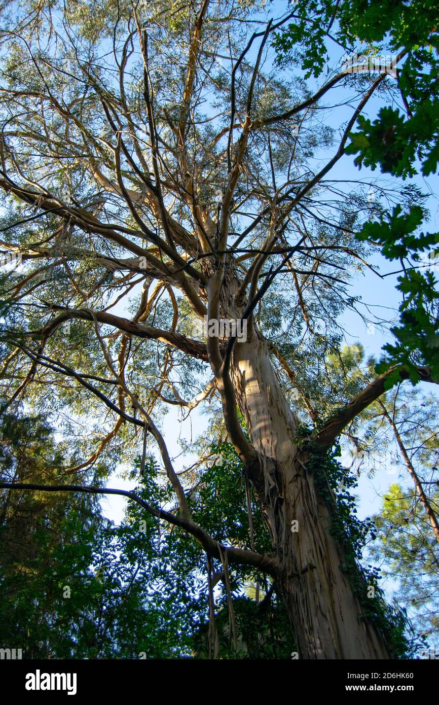 Giant eucalyptus tree in hi-res stock photography and images - Alamy