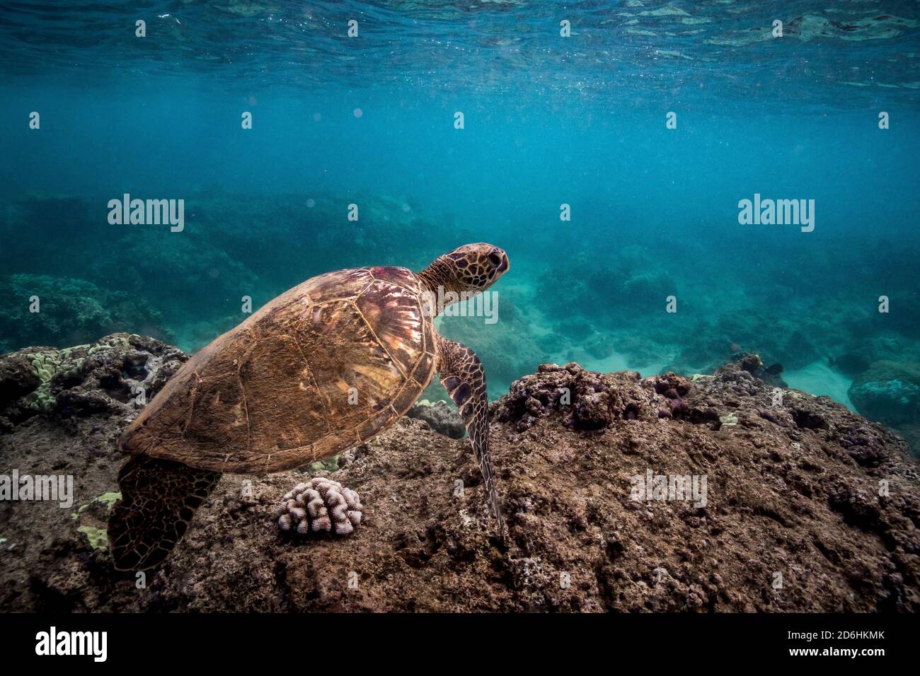 Sea turtle floats above a coral reef off oahu, hawaii Stock Photo - Alamy