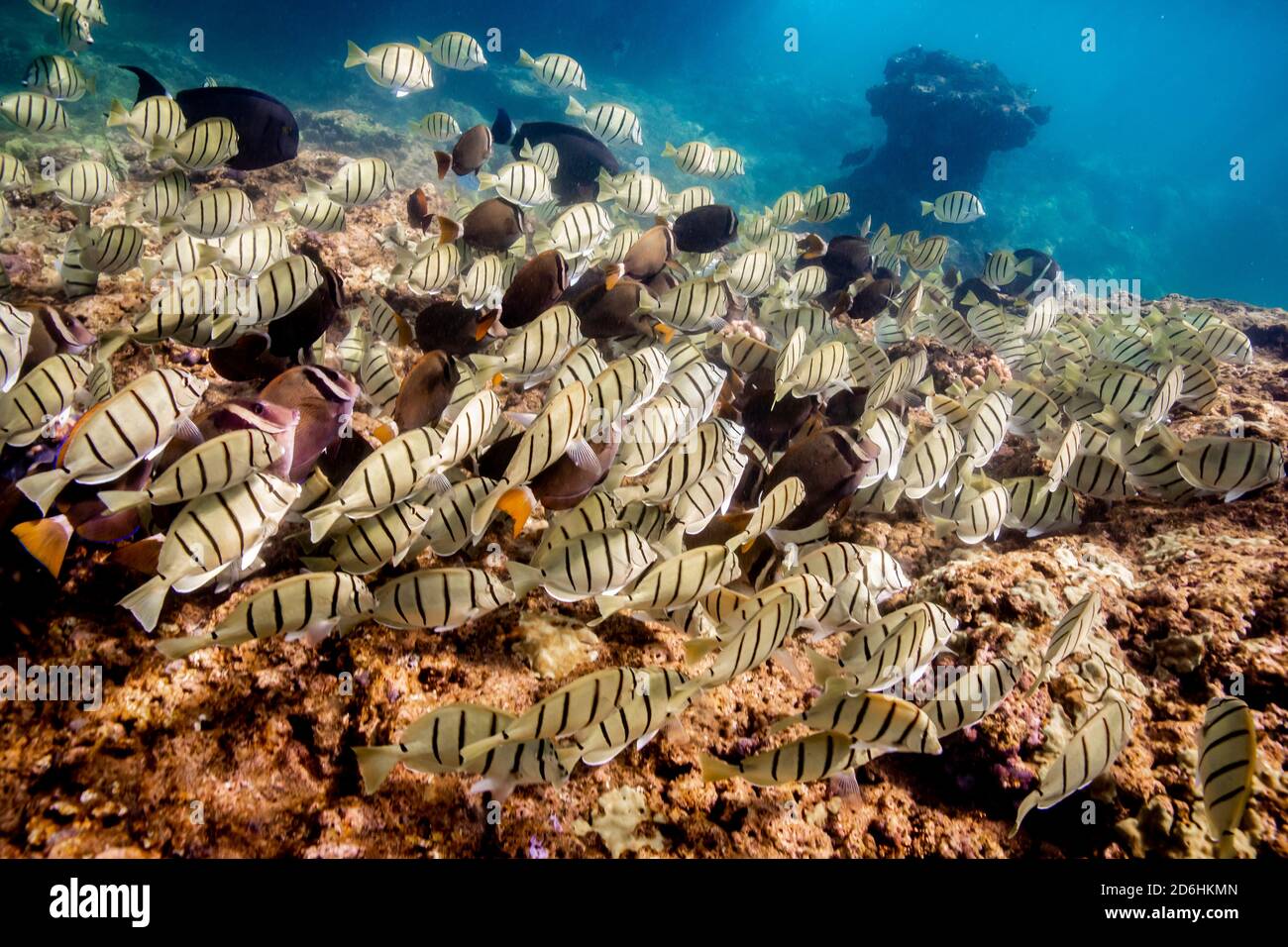 schools of fish swim above a coral reef in the ocean of oahu, hawaii ...