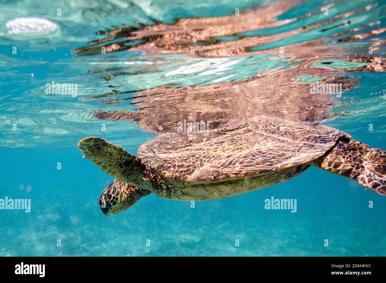 Sea turtle floats at the surface of the clear waters off oahu, hawaii ...
