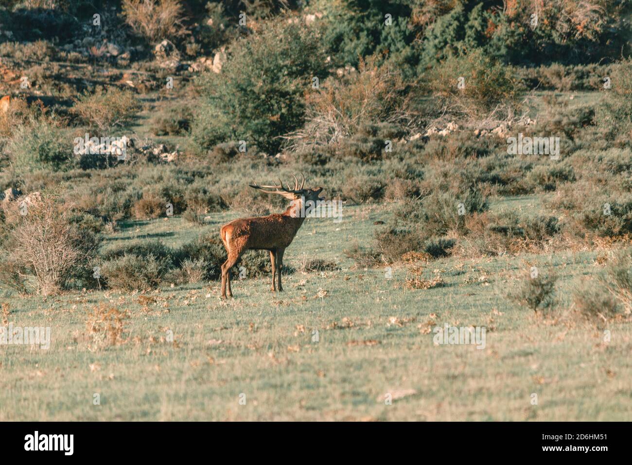 Female bellowing hi-res stock photography and images - Alamy