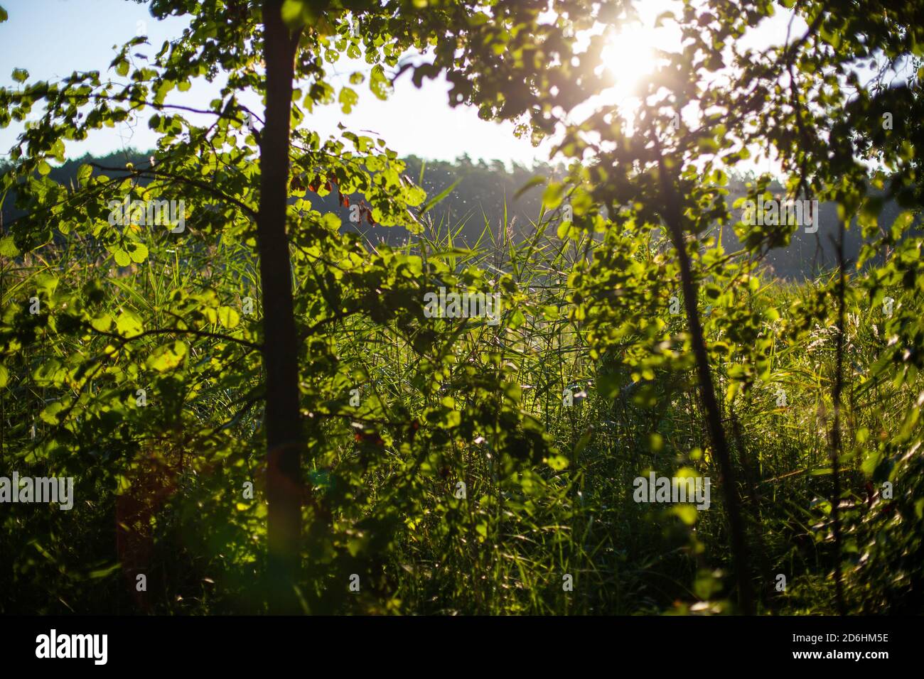 Sun rays coming through leaves Stock Photo - Alamy