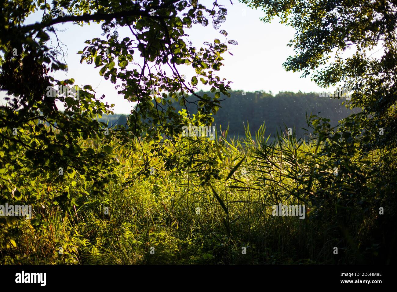 Sun rays coming through woods hi-res stock photography and images - Alamy