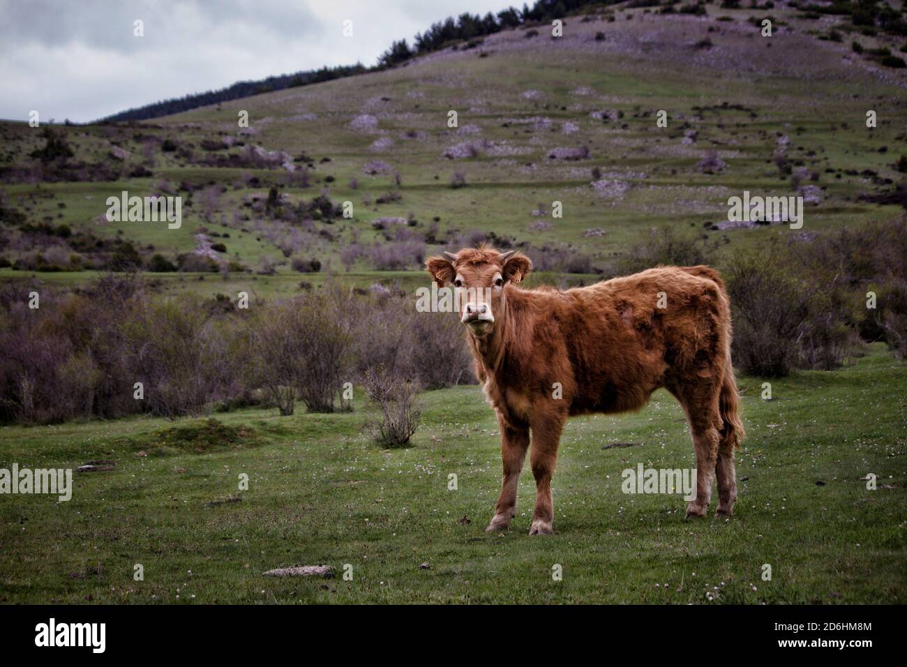 Calm cow calf in the middle of the mountain Stock Photo - Alamy