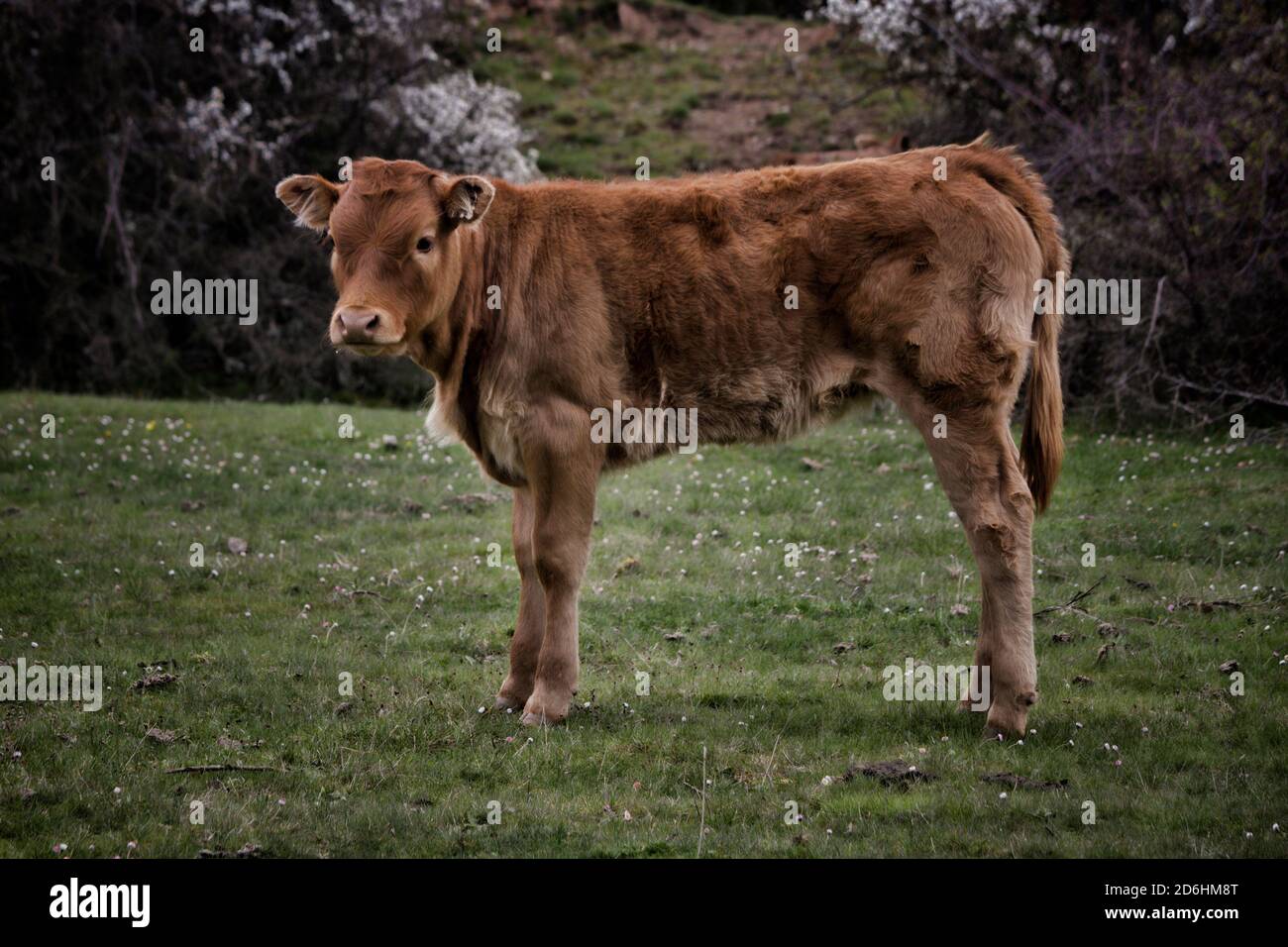 Calm cow calf in the middle of the mountain Stock Photo - Alamy