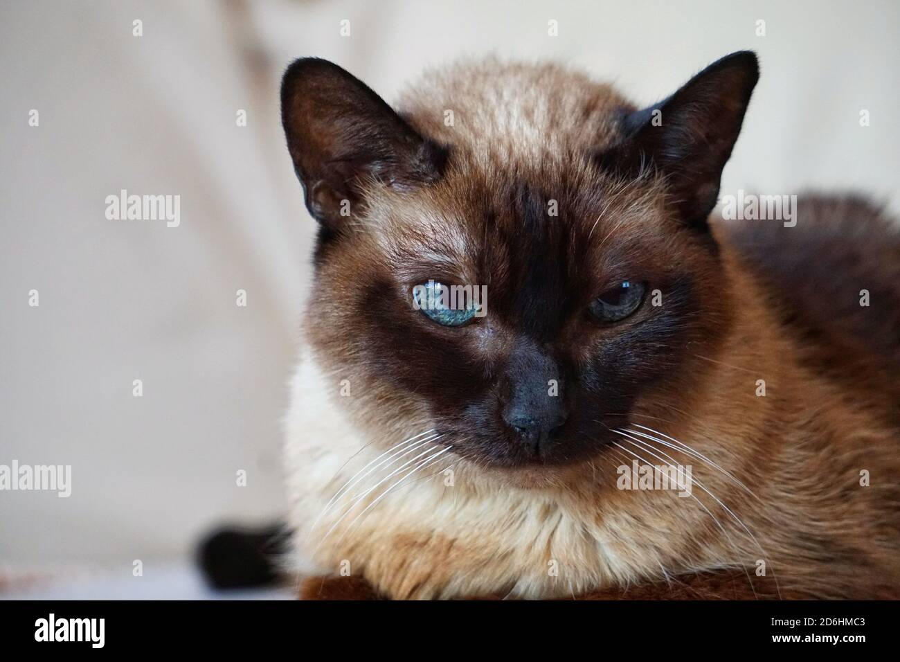 brown siamese cat, beautiful domestic cat Stock Photo - Alamy