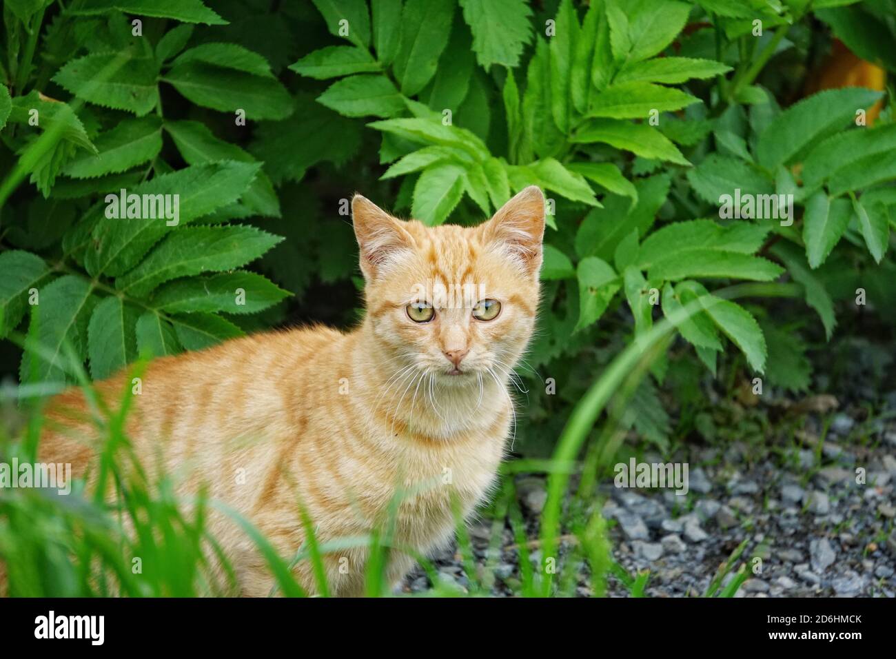 orange stray cat on the street Stock Photo - Alamy