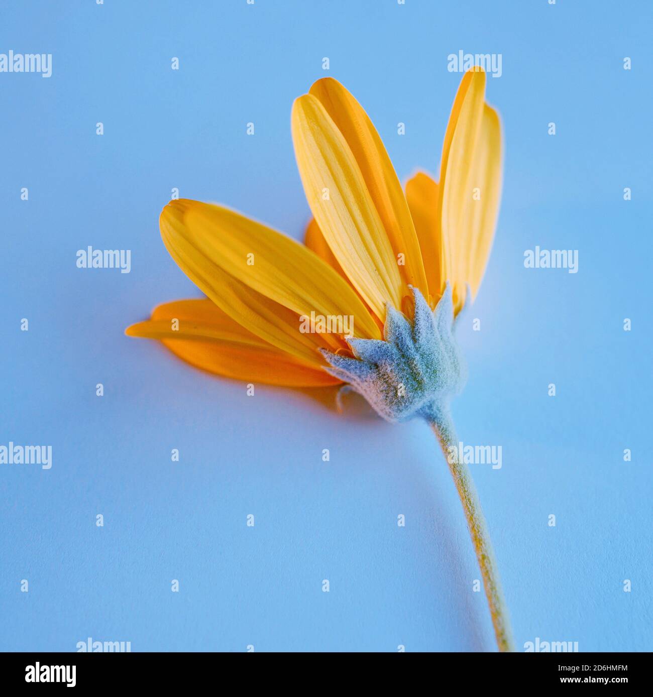 Calendula blue background hi-res stock photography and images - Alamy
