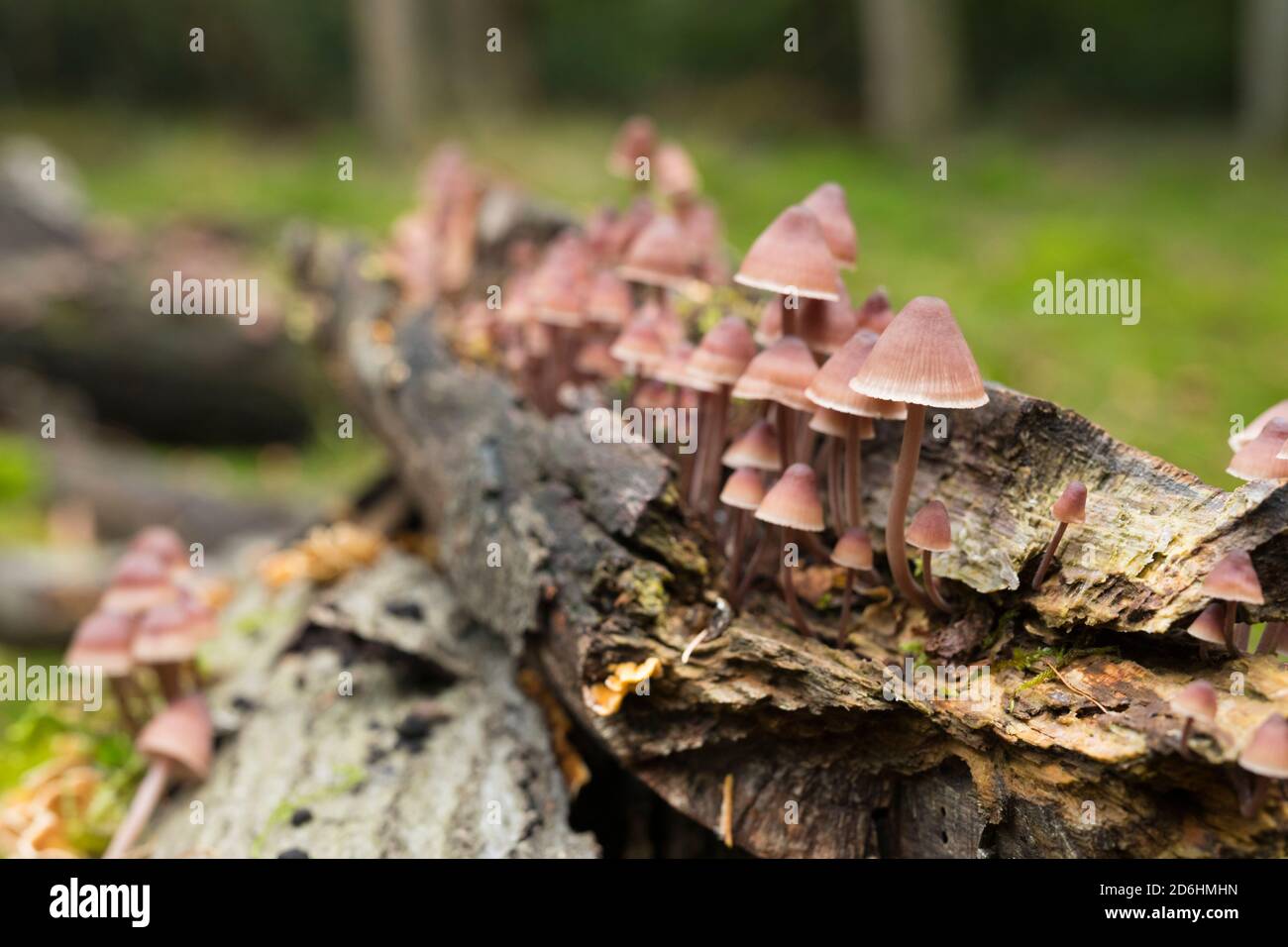 Botany botanical hi-res stock photography and images - Alamy