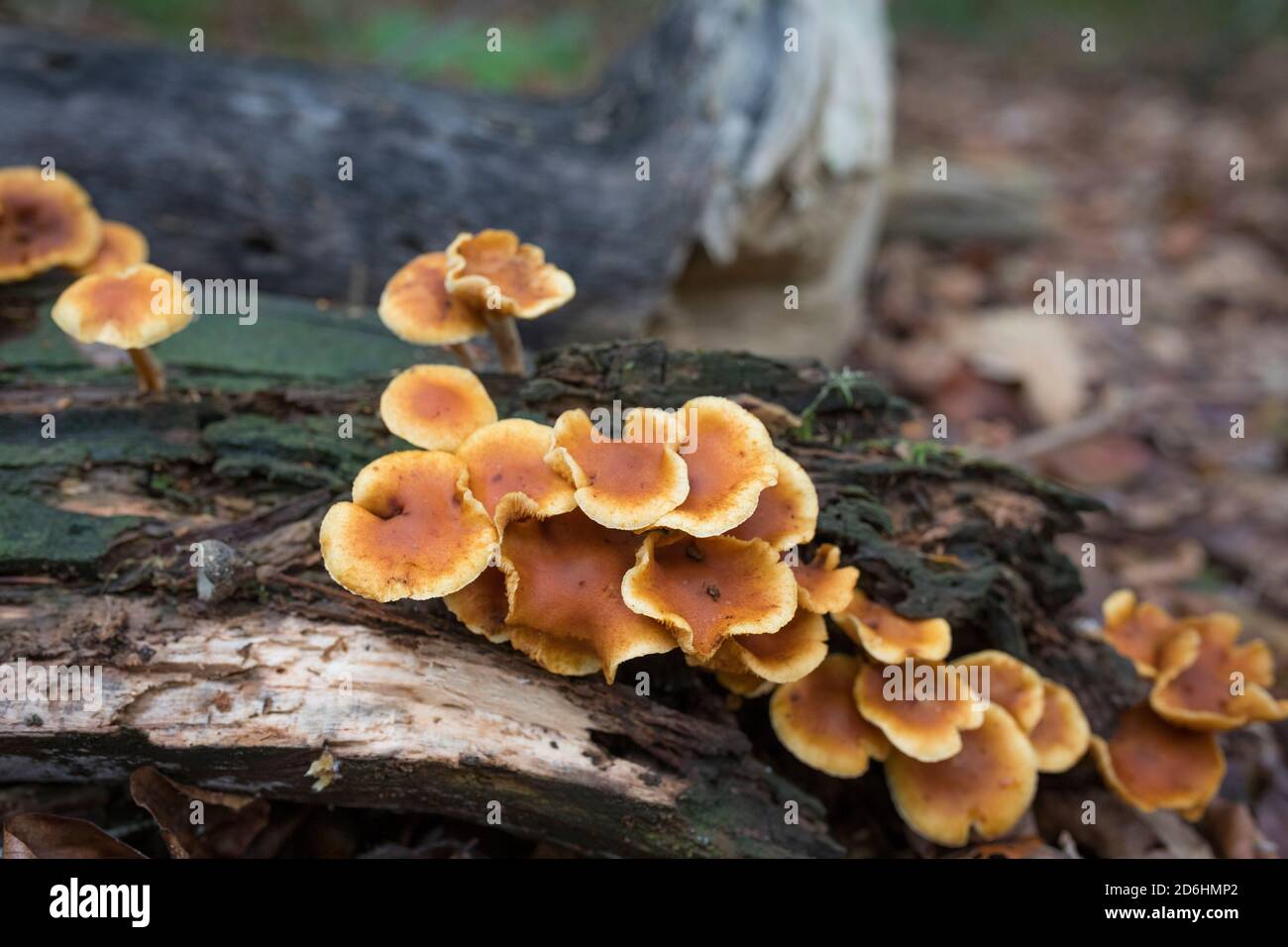 Mushrooms and toadstools hi-res stock photography and images - Alamy