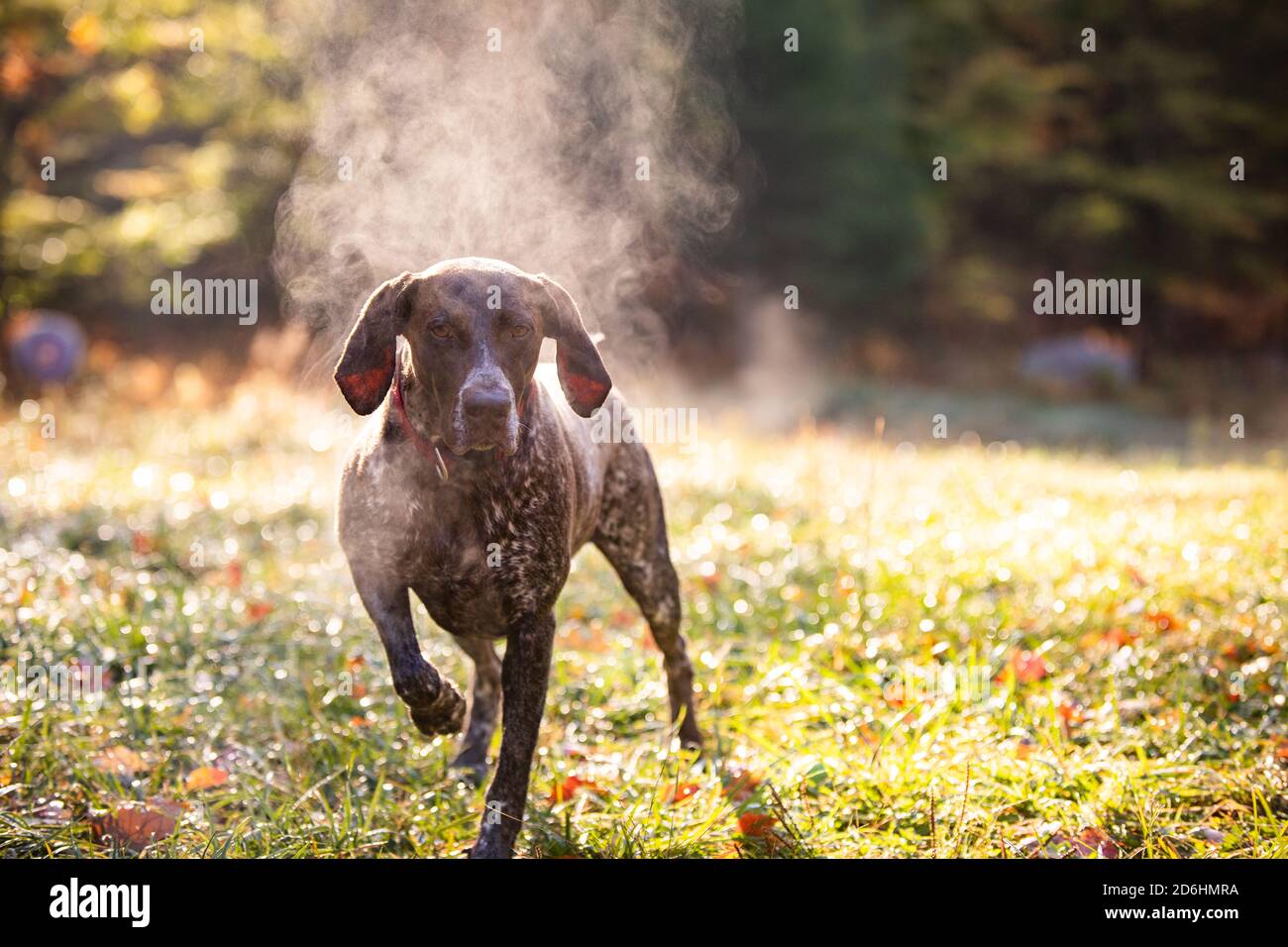 German shorthaired pointer hunting with steam rising on cold morning ...