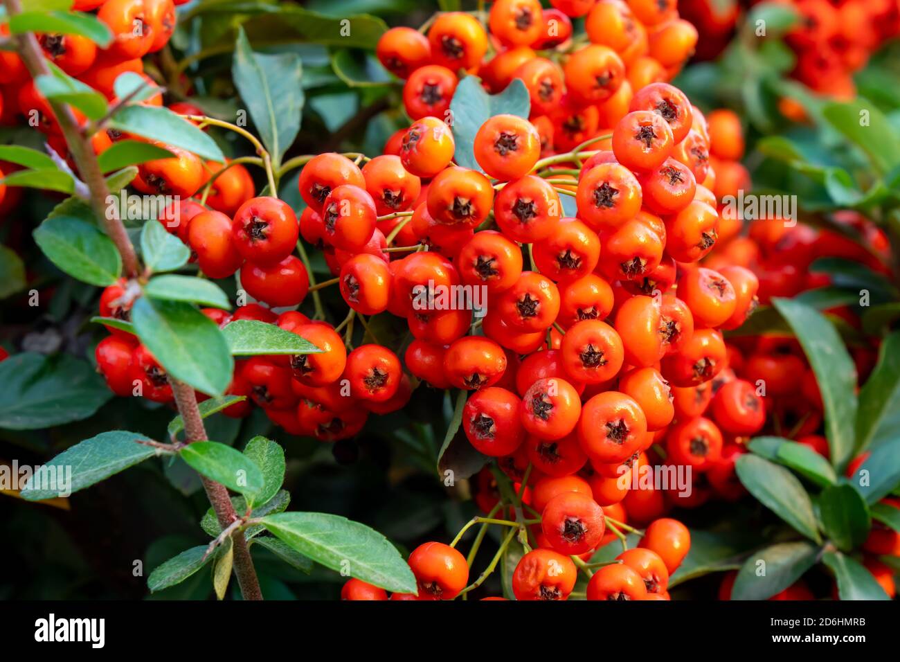 Pome fruit plants hi-res stock photography and images - Alamy