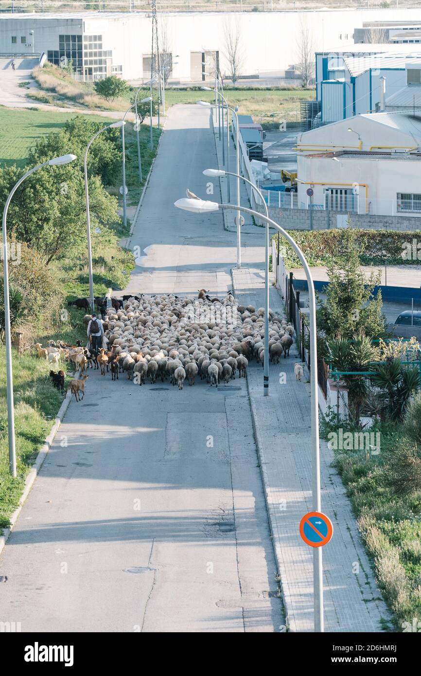 flock of sheep strolling a city street Stock Photo - Alamy