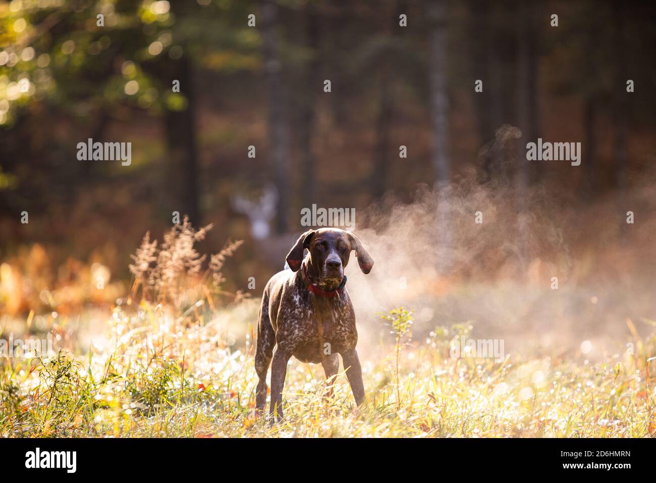 German shorthaired pointer hunting with steam rising on cold morning ...