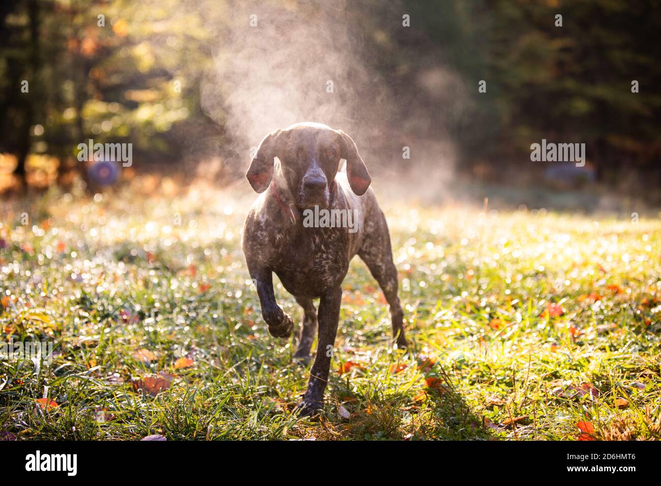 German shorthaired pointer hunting with steam rising on cold morning ...